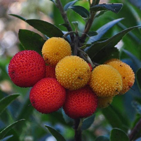 Arbutus Unedo ‘strawberry Tree 12 Litre Pot Red Fruit