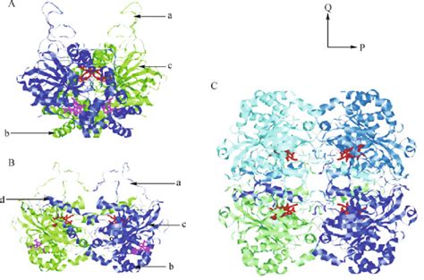 Structure Of Human Erythrocyte Catalase A And B Wrapping Loop A