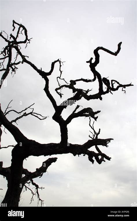 No Leaf Tree Silhoette In Winter Stock Photo 17159561 Alamy