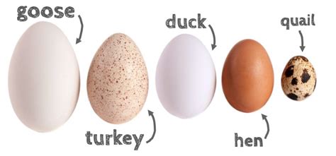 科学网—[资料，图片] 一些蛋类：turkey 火鸡 Duck 鸭蛋 Rhea 美洲鸵鸟 Goose 鹅 Pheasant 野鸡 杨正瓴的博文