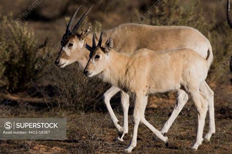 Young Addaxes Going To The National Park Of Bou Hedma Superstock