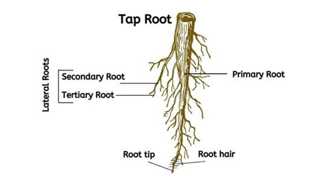 Healthy Trees And Roots Basic Agricultural Study