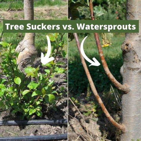 Stark Fruit Tree Care For Late Winter And Early Spring Now Is A Good