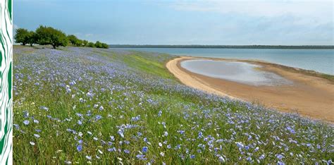 Національний природний парк Пирятинський ЧервонаКнигаНПППирятинський 📕ЖУК ОЛЕНЬ