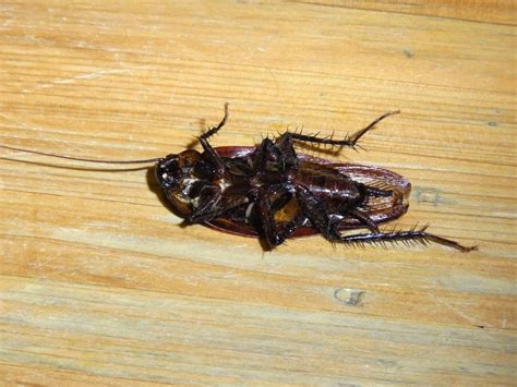 昆虫親父日記 7月10日我が家のゴキブリ