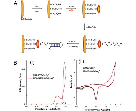 A Schematic Diagram Of The Surface‐enhanced Ecl Biosensor For Hg²