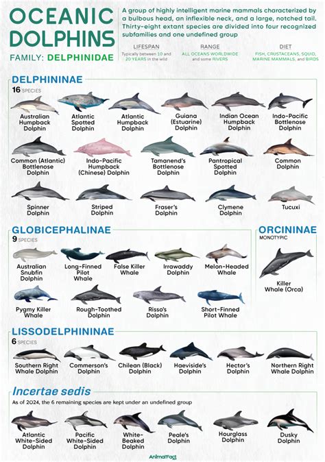 Oceanic Dolphin Species Characteristics Habitat Diet And Lifespan