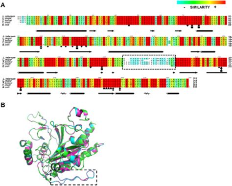 Multiple Sequence Alignment Of Prokaryote And Eukaryote As A Proteins