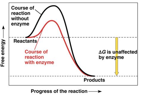 Biology Exam 2 Review Flashcards Quizlet