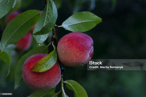 여름에 나무에서 자라는 복숭아 천연 과일 나뭇가지에 복숭아 맛있고 건강한 유기농 영양 숙성 넥타린아름다운 정원 건강한 식습관