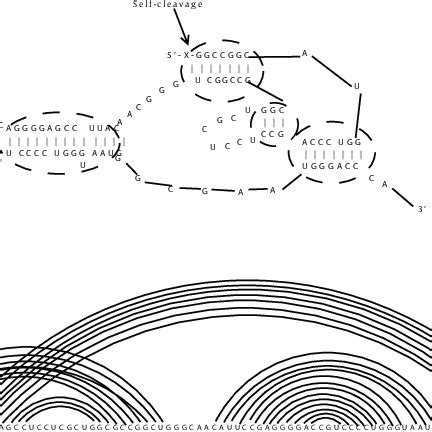 Two Representations For RNA Secondary Structure Download Scientific Diagram