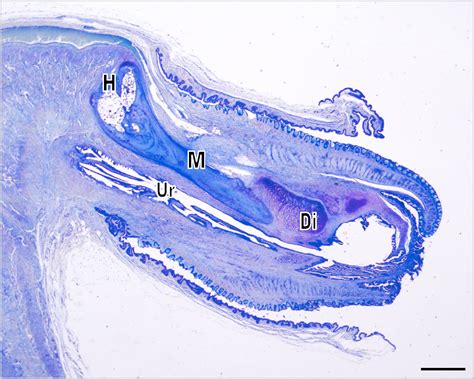 Distribution Of Aromatase And Sex Steroid Receptors In The Baculum