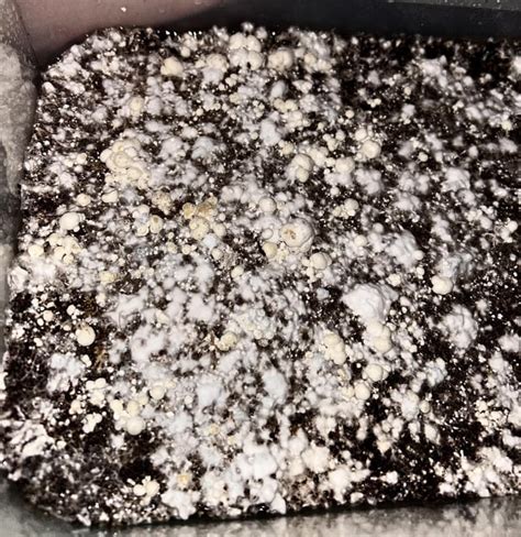 Actives Growing Blobs But Its Menace Not Pe Spawned To Bulk 8 Days