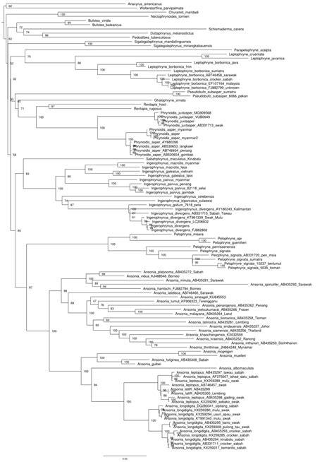 Pdf To Split Or Not To Split Multilocus Phylogeny And Molecular