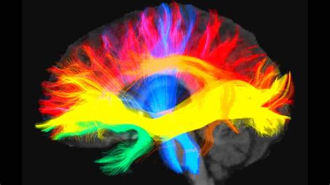 Your Native Language Shapes Your Brains Connectivity