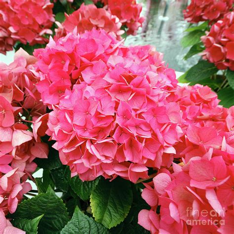 Hydrangea Bodensee Photograph By Olena Mykhaylova Fine Art America