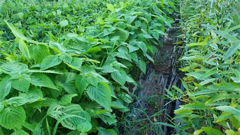 들깨재배 장마후 해야할 일 3가지 들깨 순치기 해야 다수확 들깨순치기 Youtube