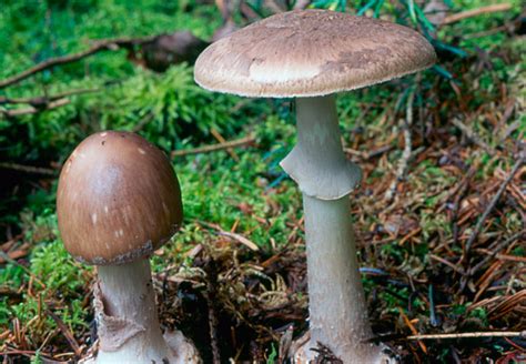 Мухомор порфировый - AgroFlora.ru
