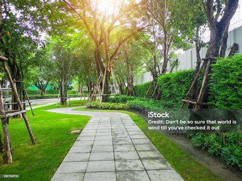 매끄러운 녹색 잔디 잔디 잔디밭에 콘크리트 산책로의 회색 패턴 녹지 나무와 관목 햇빛 아침 아래 좋은 유지 보수 풍경과 정원 0명에 대한 스톡 사진 및 기타 이미지 Istock