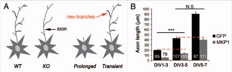 Figure 2 From Fine Tuning Mapk Signalling In The Brain Semantic Scholar