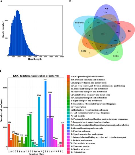 iso seq isoforms analysis and annotation in chinese sturgeon a