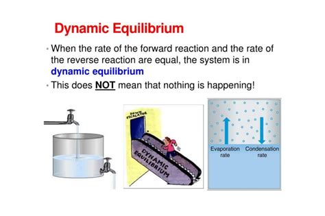 Dynamic Equilibrium Biology Simple