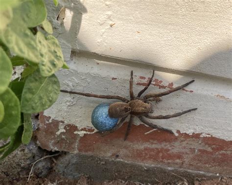 Wolf Spider With Egg Sac