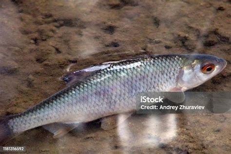 산란 중 물고기의 불법 살해 식물의 배출로 인한 해양 동식물의 죽음 환경 재해로 인해 바다에서 죽은 물고기 0명에 대한 스톡 사진 및 기타 이미지 Istock