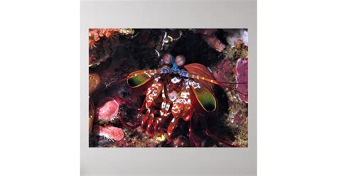 Close Up Peacock Mantis Shrimp Poster Zazzle