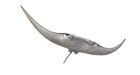 Mantarraya Png