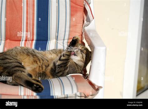 Closeup Of A Cute Striped Cat Lying On A Chair And Licking Itself Under The Lights Stock Photo