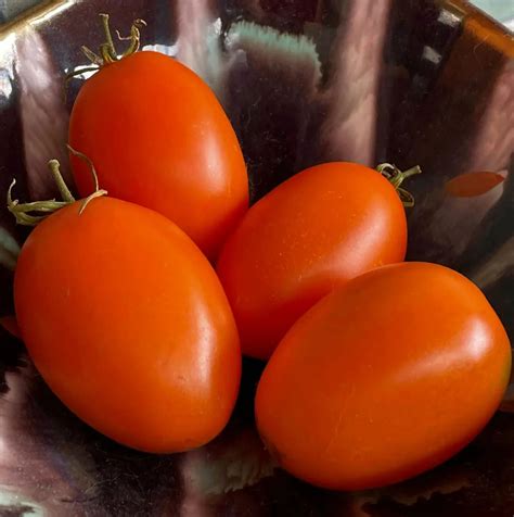 Orange Caprese Op Tomato Seeds Pack Of 25 Seeds Bene Seeds