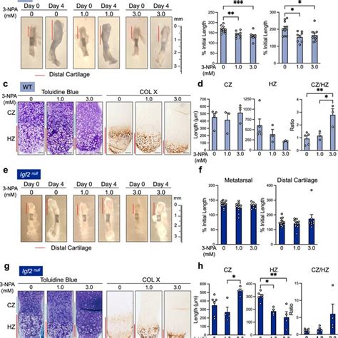 Inhibition Of Oxidative Phosphorylation In Normal Chondrocytes Strongly Download Scientific