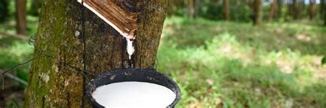 Le Scarpe In Gomma Naturale