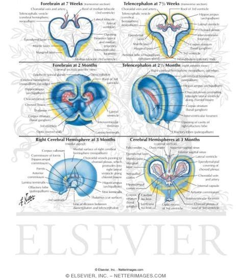 Choroid Plexus Formation