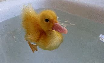 Adorable Animated S To Brighten Your Day Cute Duck  Duck