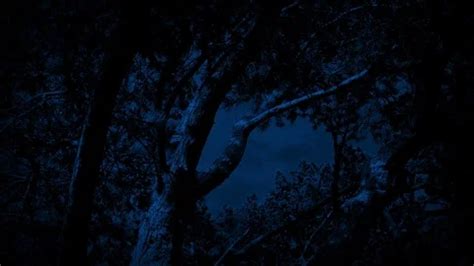 Wind Trees Night Stock Footage Royalty Free Stock Videos Pond5