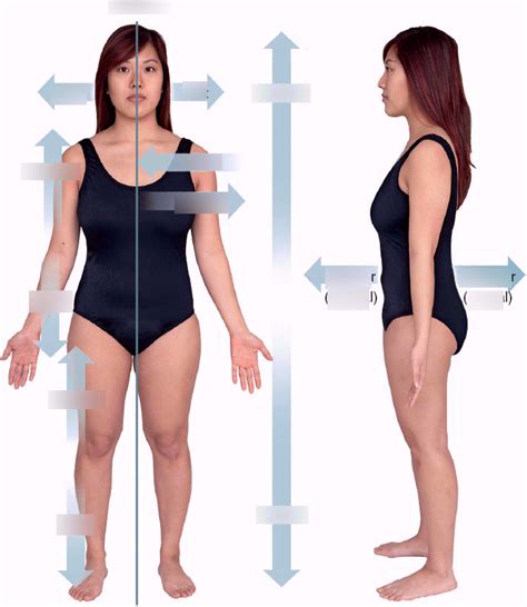 Unit 1 Anatomy And Physiology Ch 1 Relative Positions Diagram Quizlet