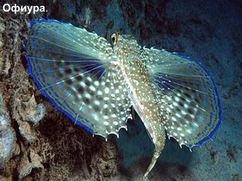 Презентация по географии 7 класс Северный Ледовитый океан скачать бесплатно Pptx