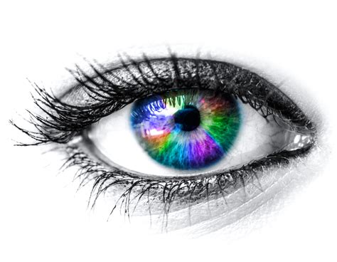 The Way Eyes Work Discovery Eye Foundation
