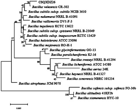 Bacillus Velezensis Csqxdz26 Strain And Application Thereof Eureka Patsnap