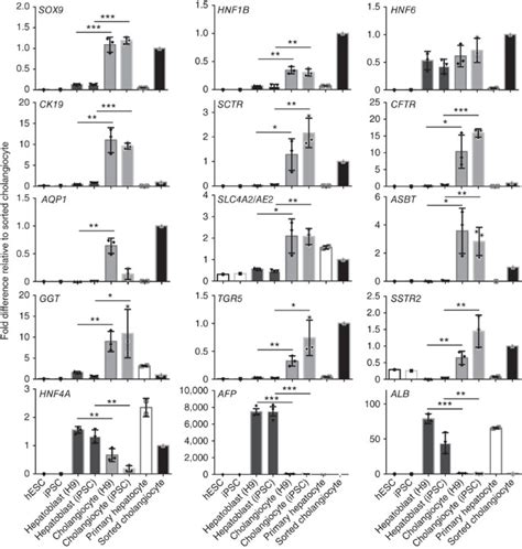 Directed Differentiation Of Cholangiocytes From Human Pluripotent Stem Cells Nature Biotechnology
