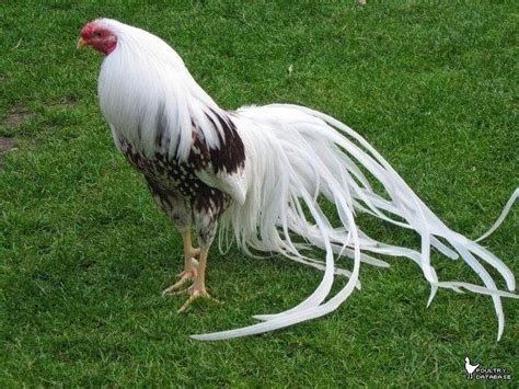 List Of Fancy Chicken Breeds Top 10 Exotic Chicken For Backyard