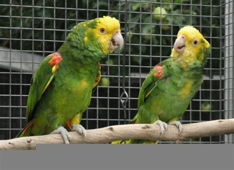 Double Yellow Headed Amazon Parrots Yard
