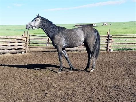 Mорьтон адуу үржүүлгийн газар Home