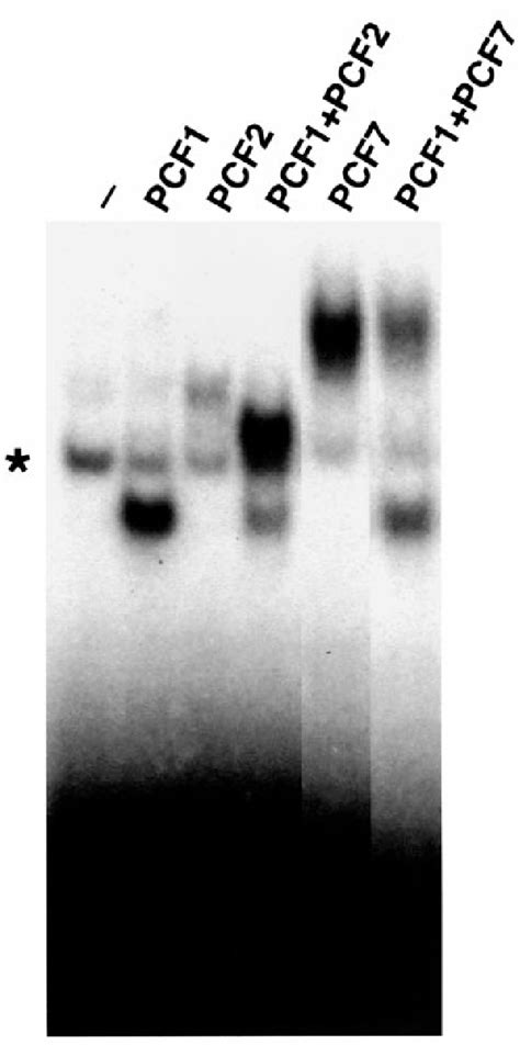 Figure 5 From Dna Binding And Dimerization Specificity And Potential