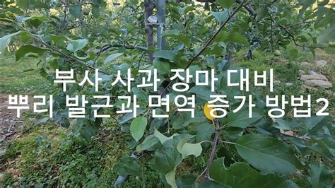 부사사과장마대비뿌리발근과면역증가2 240609일 경남거창고제봉계 농합면역플러스2차관주 부사5년생 노랗게떨어지든잎이7일만에멈춤 뿌리살리기 면역력증가 가조농약