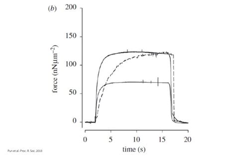 Commonly Used Samples And Experiments Using The Myofibril System Aurora Scientific