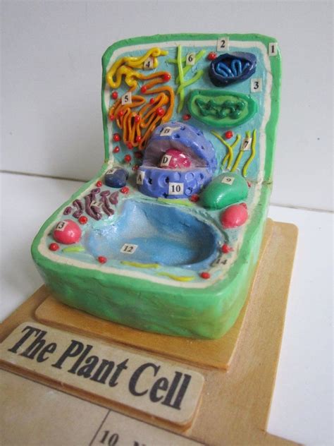 Plant Cell 3d Model Clay