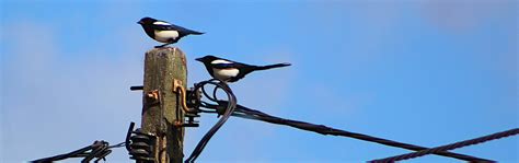 Metamorphant • A Chatty Ssh Server With Opensshd Logging Passwords